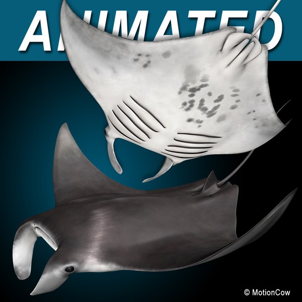 realistic green moray eel 3d model