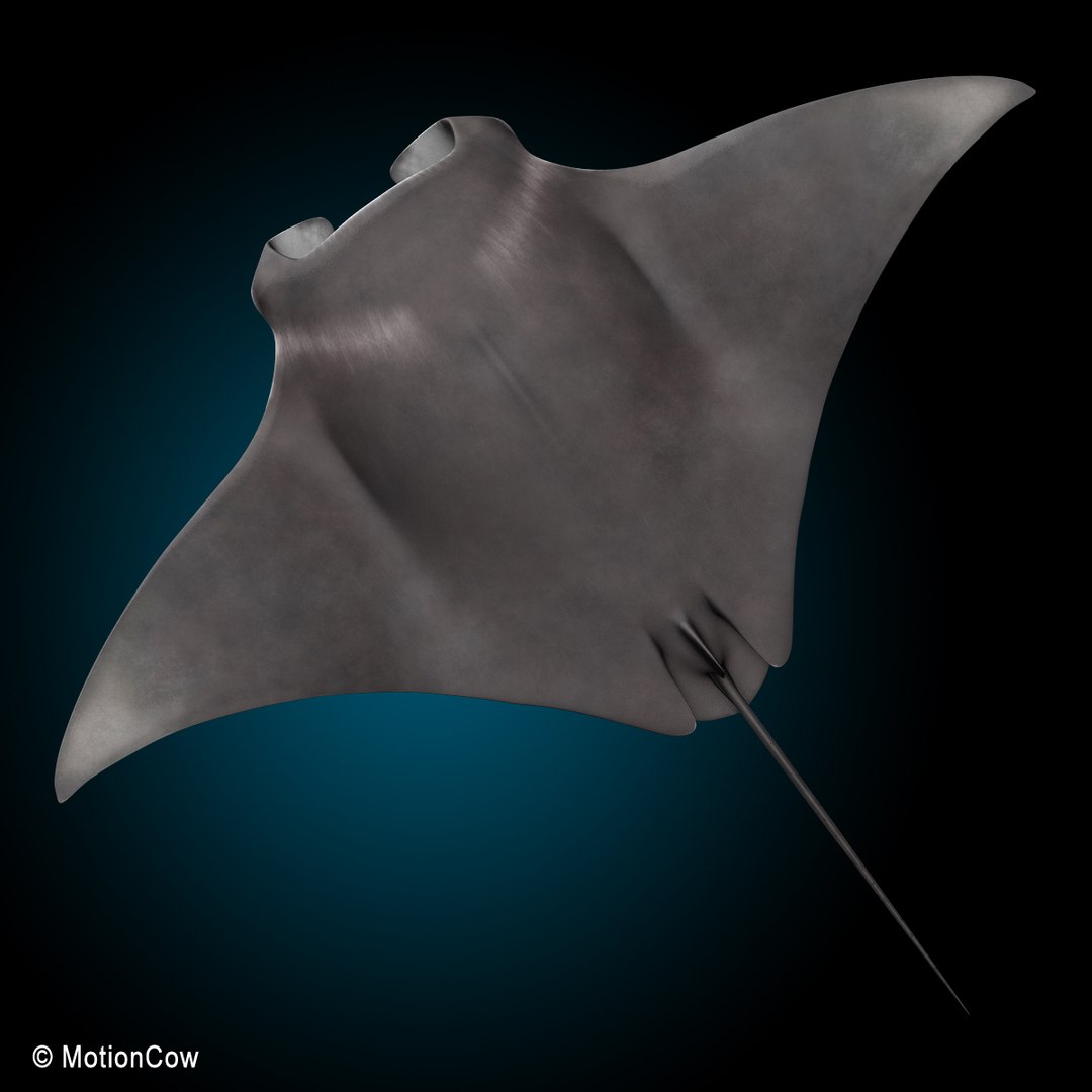 Lightwave Manta Clean