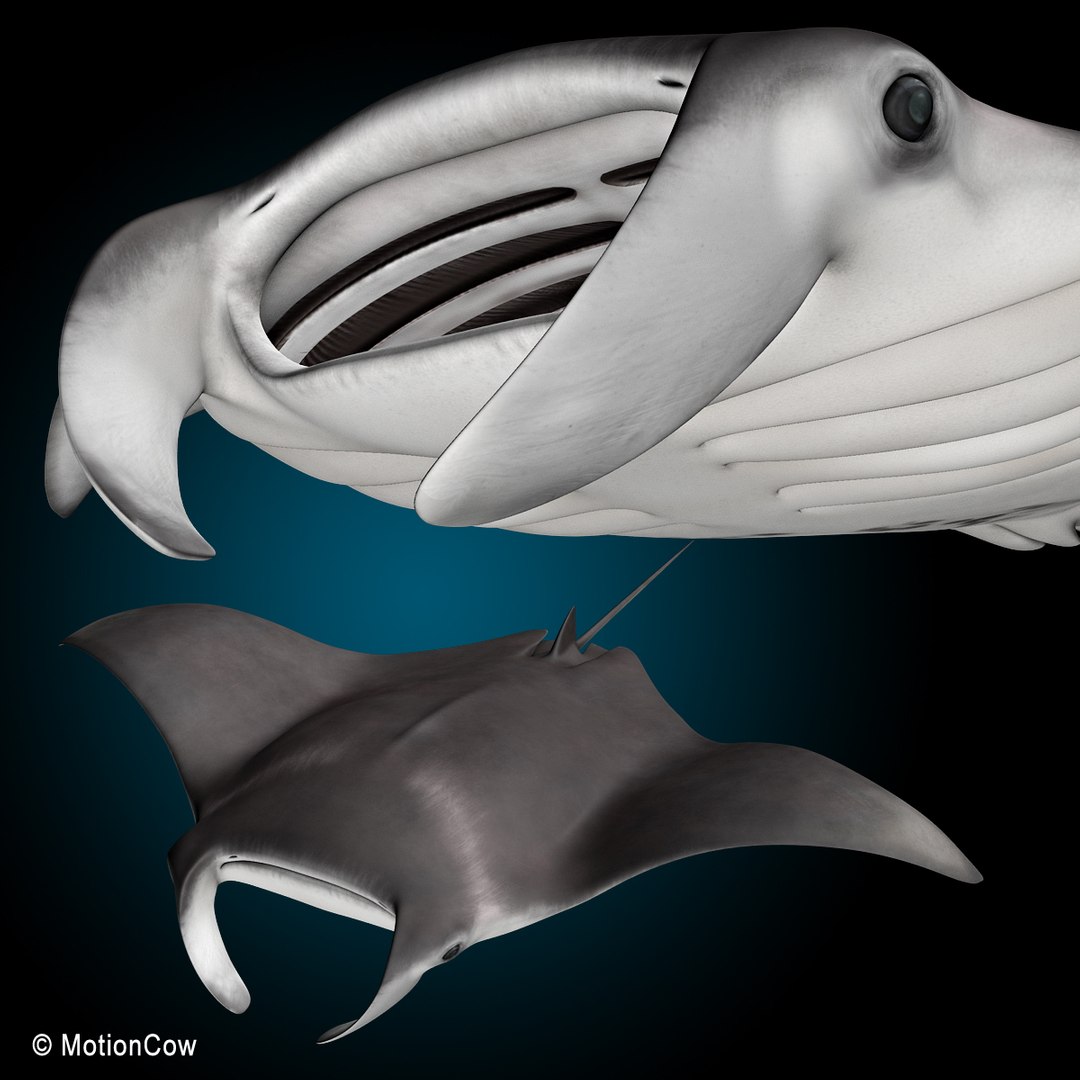 Lightwave Manta Clean