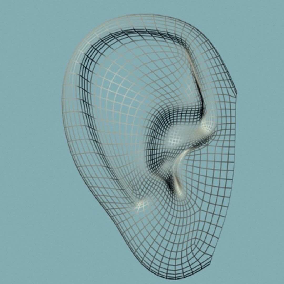 Human Ear 3d Model