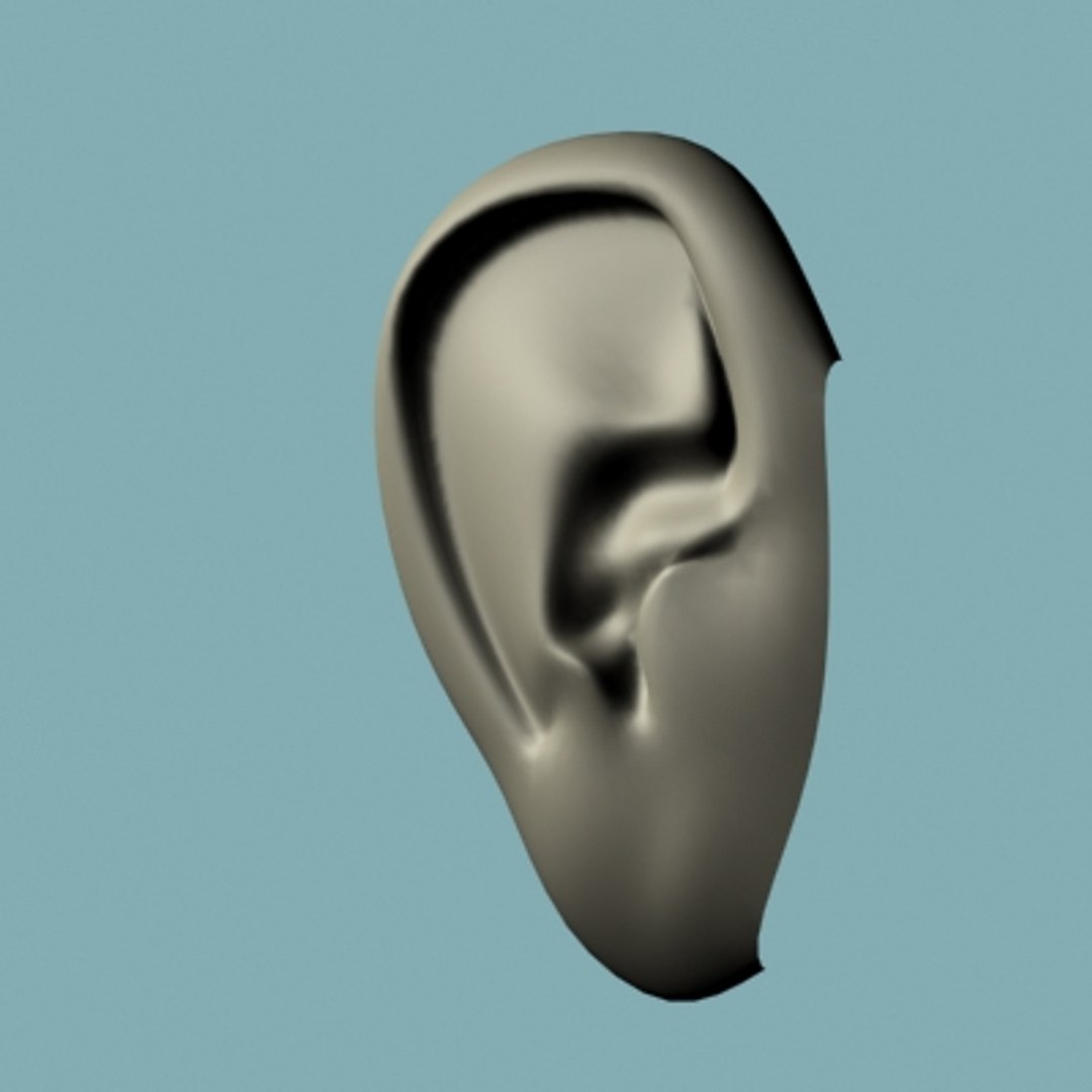 Human Ear 3d Model