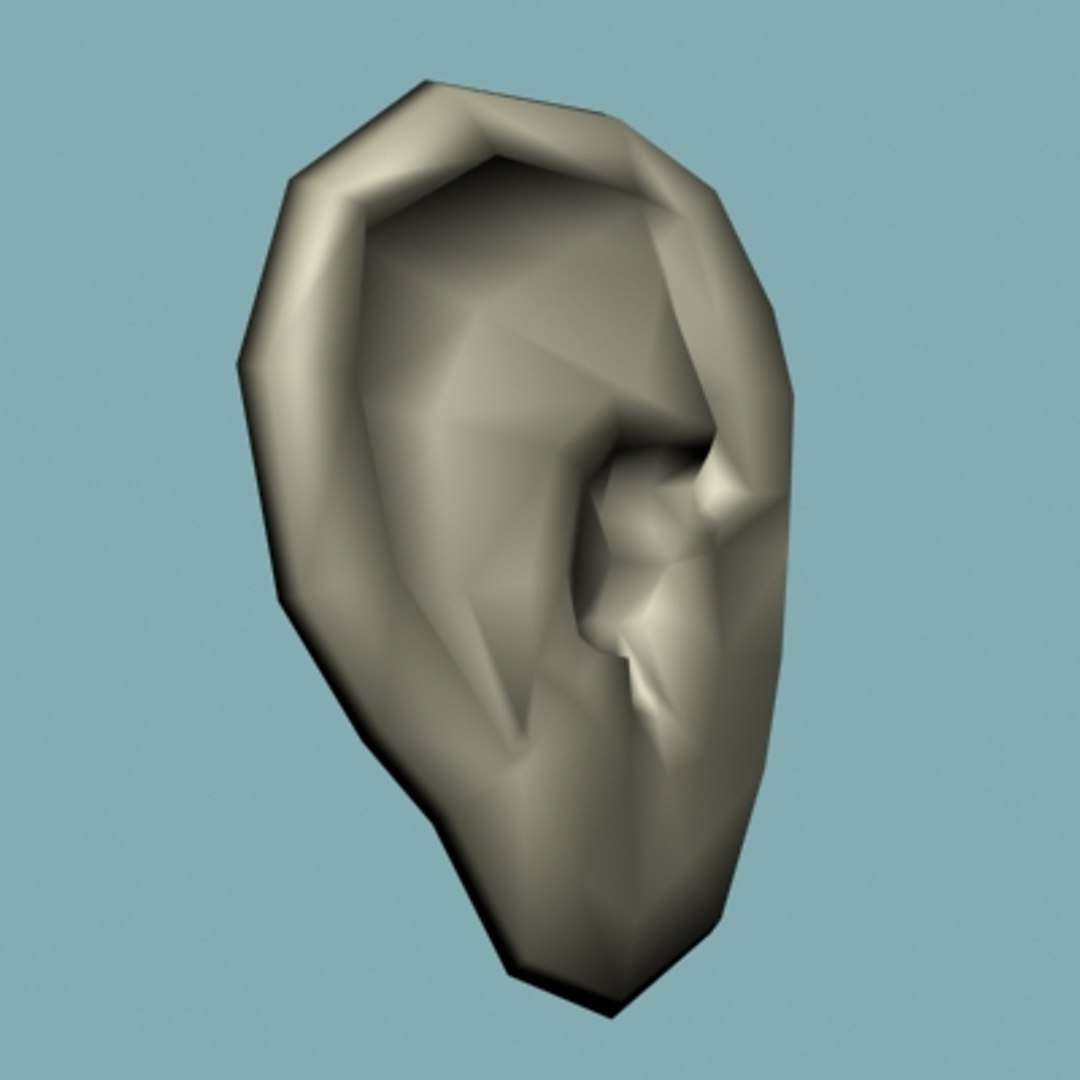 Human Ear 3d Model