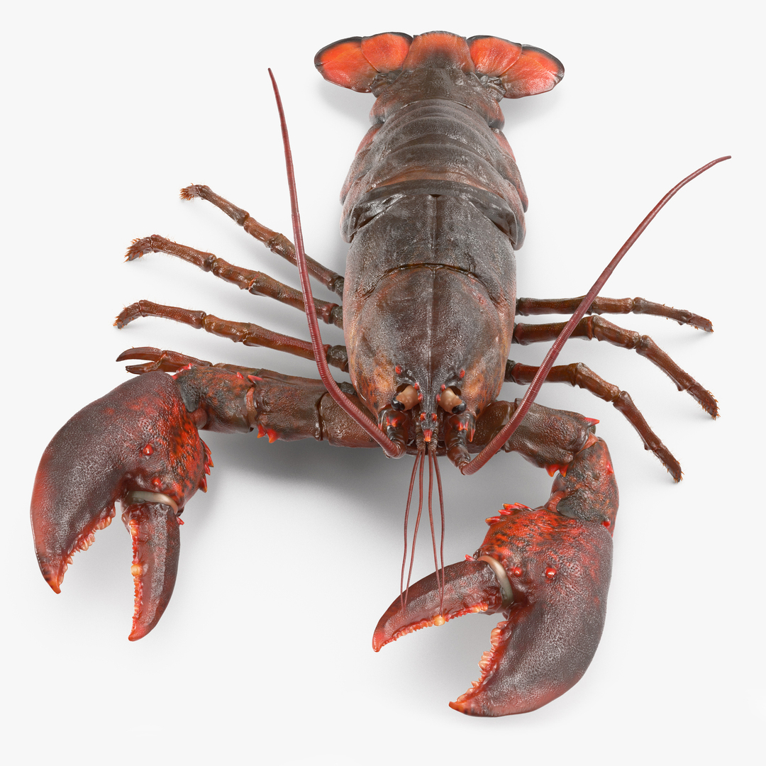 3d lobster rigged model