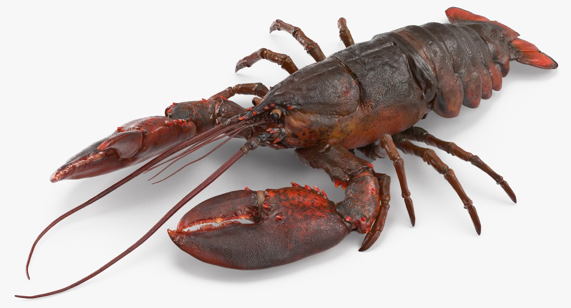3d lobster rigged model