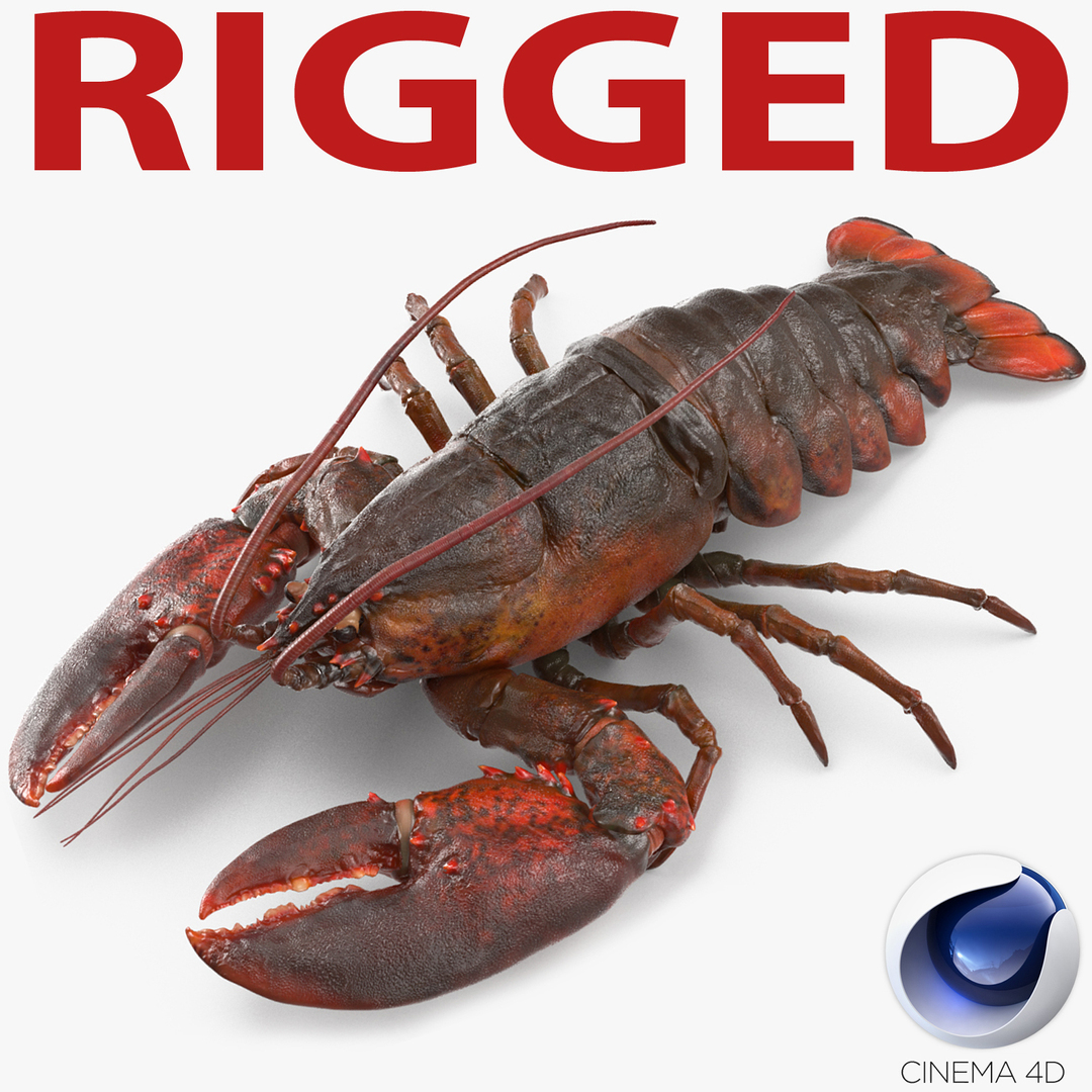 3d lobster rigged model