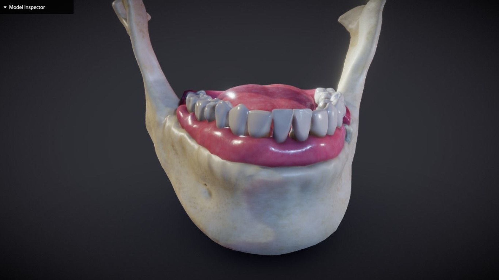Tooth Mandible Model - TurboSquid 1618843