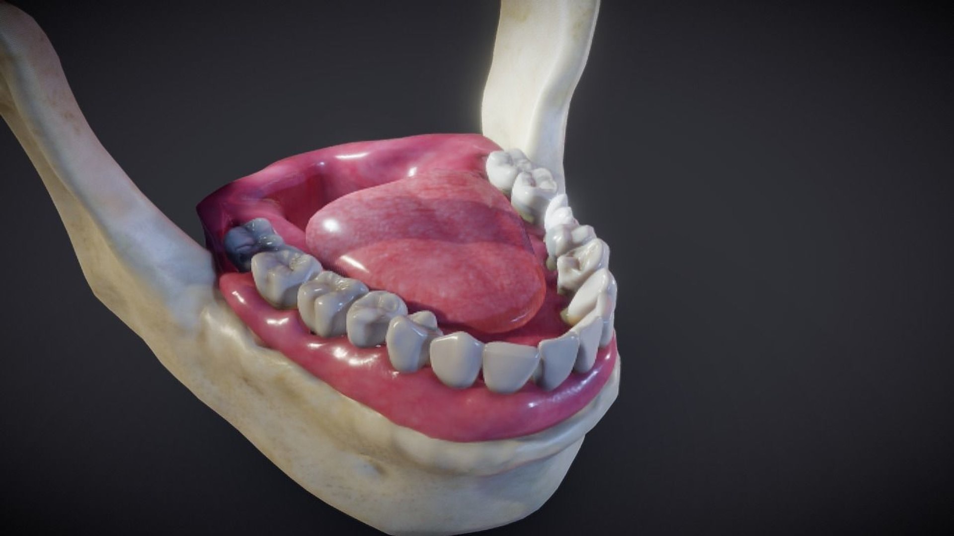 Tooth Mandible Model - TurboSquid 1618843