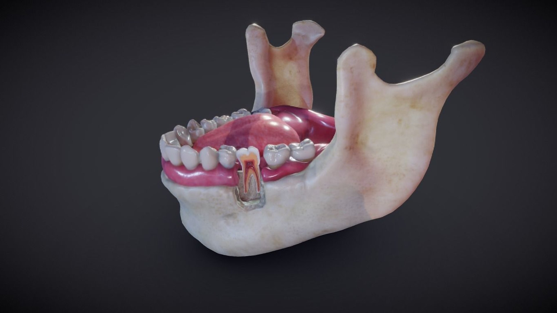Tooth Mandible Model - TurboSquid 1618843