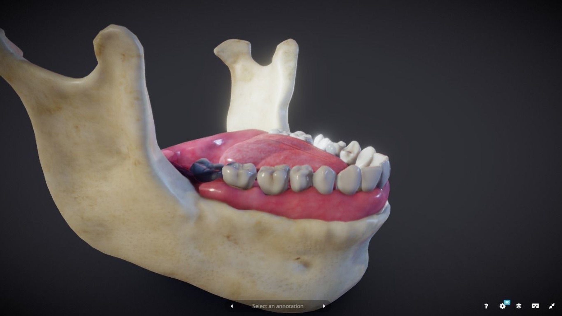 Tooth Mandible Model - TurboSquid 1618843