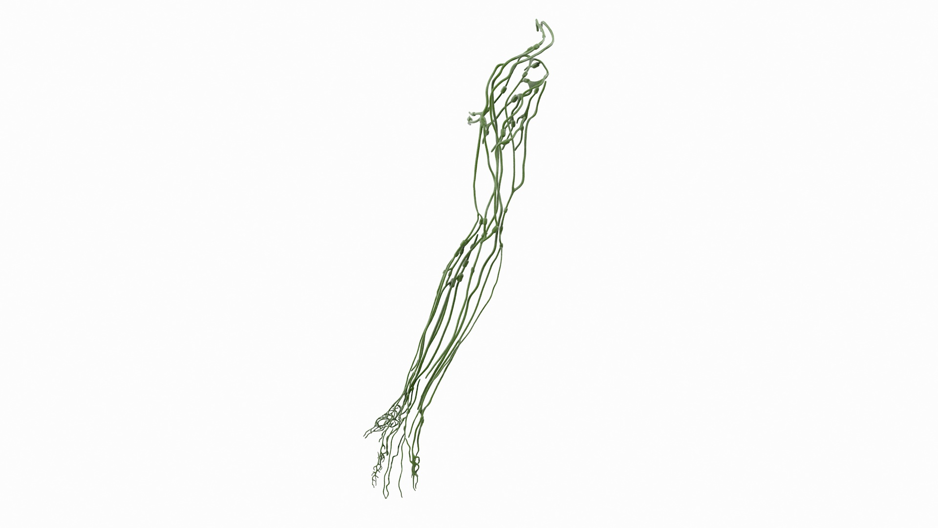 3D Human Arm Lymphatic Model - TurboSquid 1459117