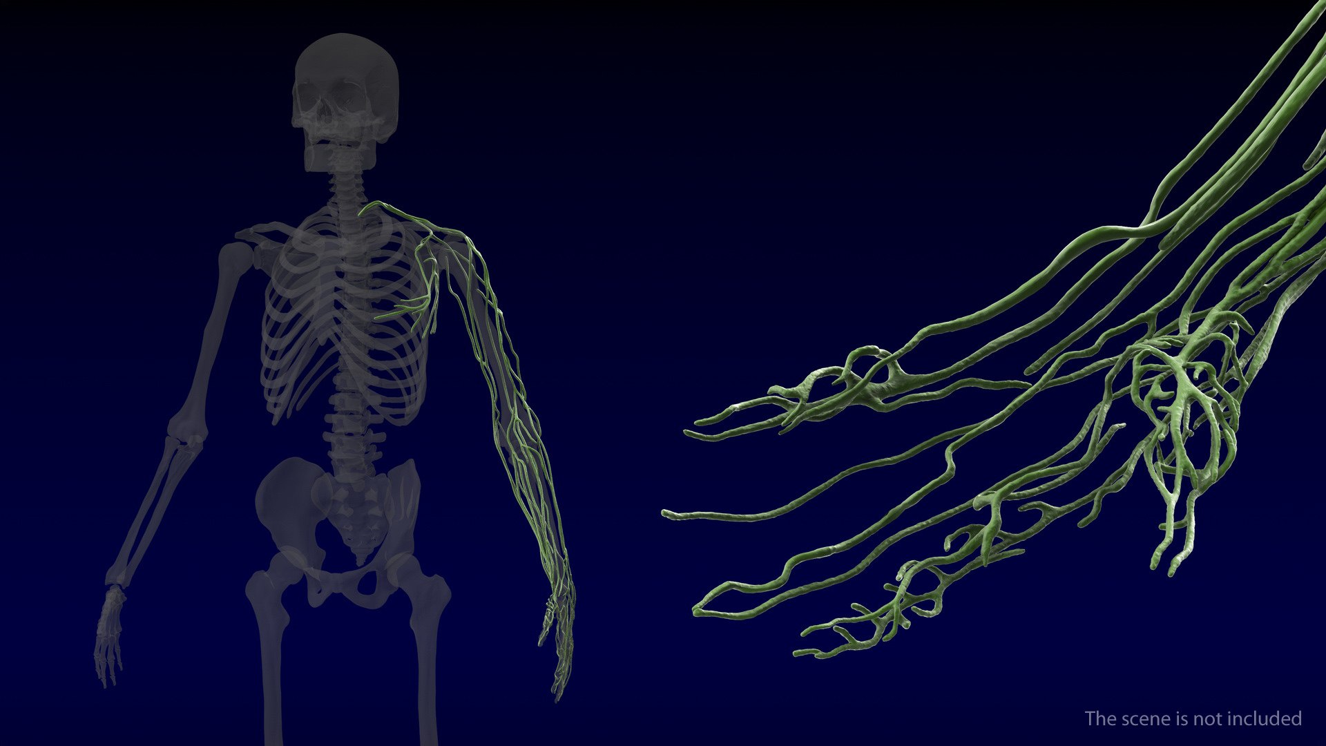 3D Human Arm Lymphatic Model - TurboSquid 1459117
