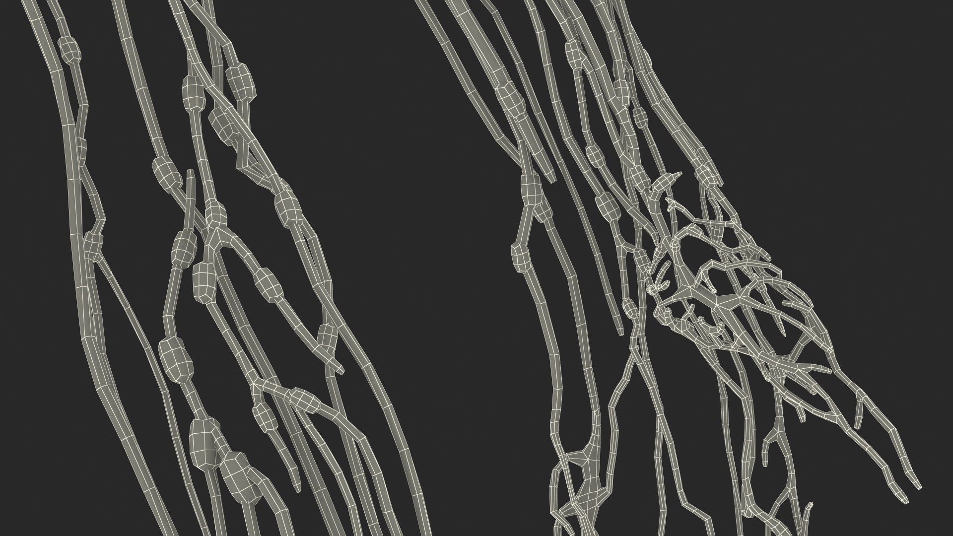 3D Human Arm Lymphatic Model - TurboSquid 1459117