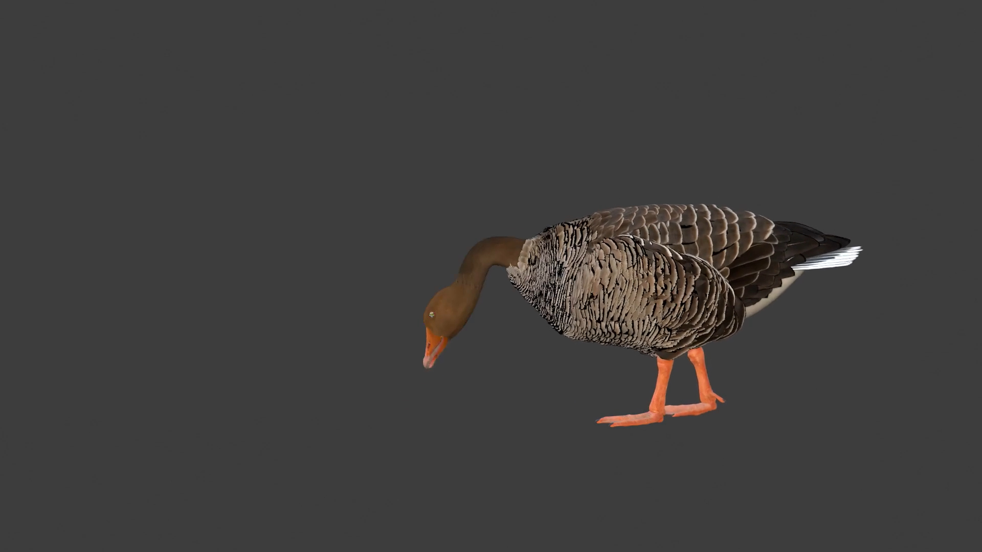 3D Goose Animation VFX Grace model - TurboSquid 2168841