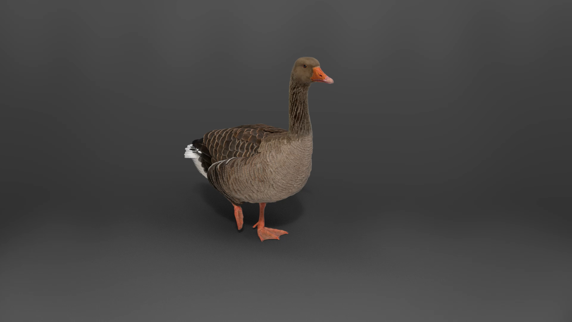 3D Goose Animation VFX Grace model - TurboSquid 2168841