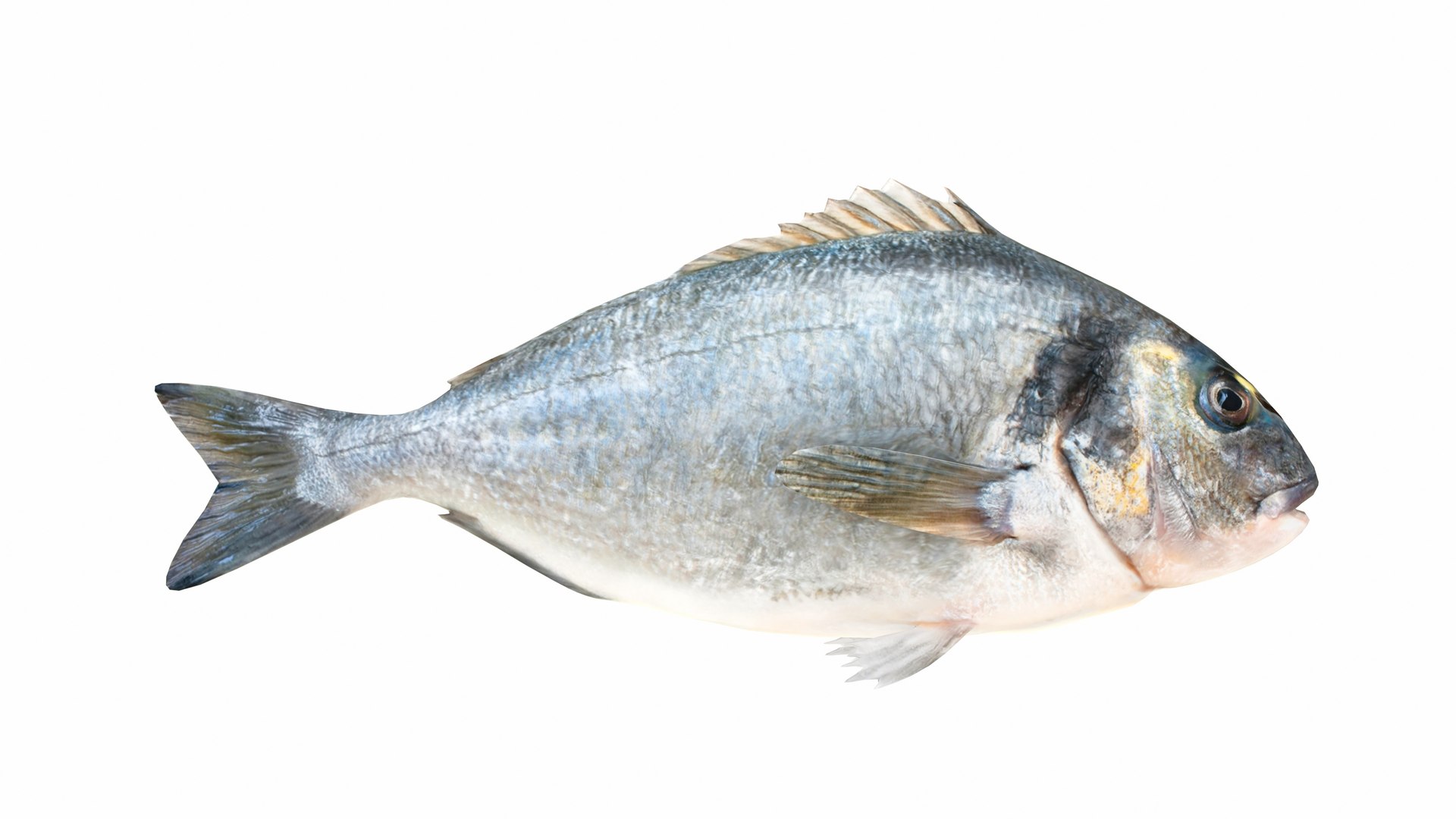 Sea Bream Model - TurboSquid 2381438