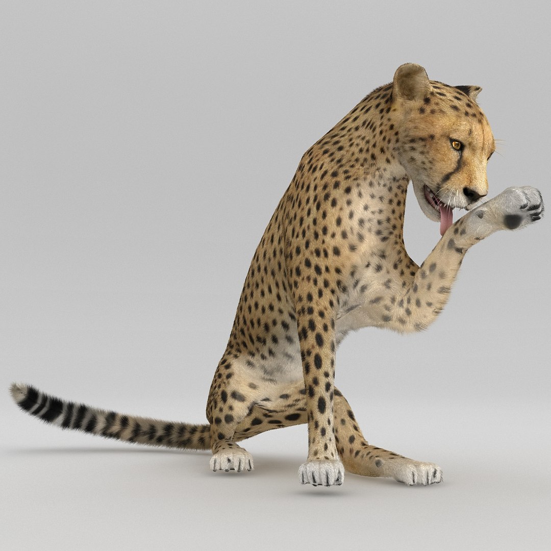 Cheetah 2 Pose 5 Max