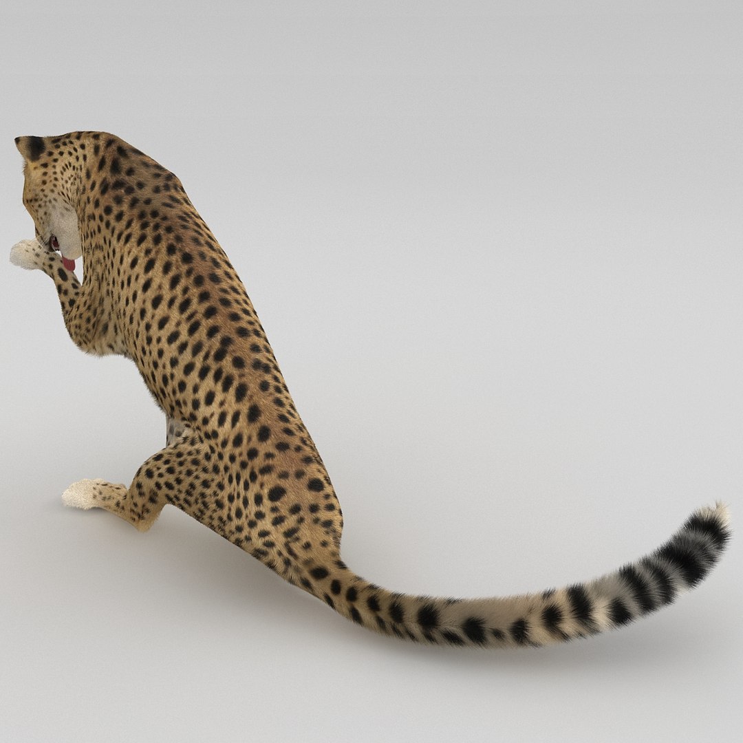 Cheetah 2 Pose 5 Max