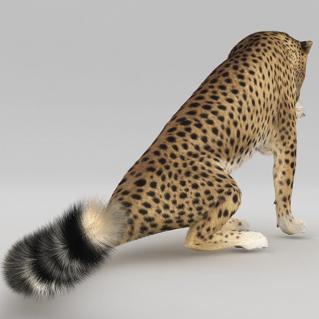 Cheetah 2 Pose 5 Max
