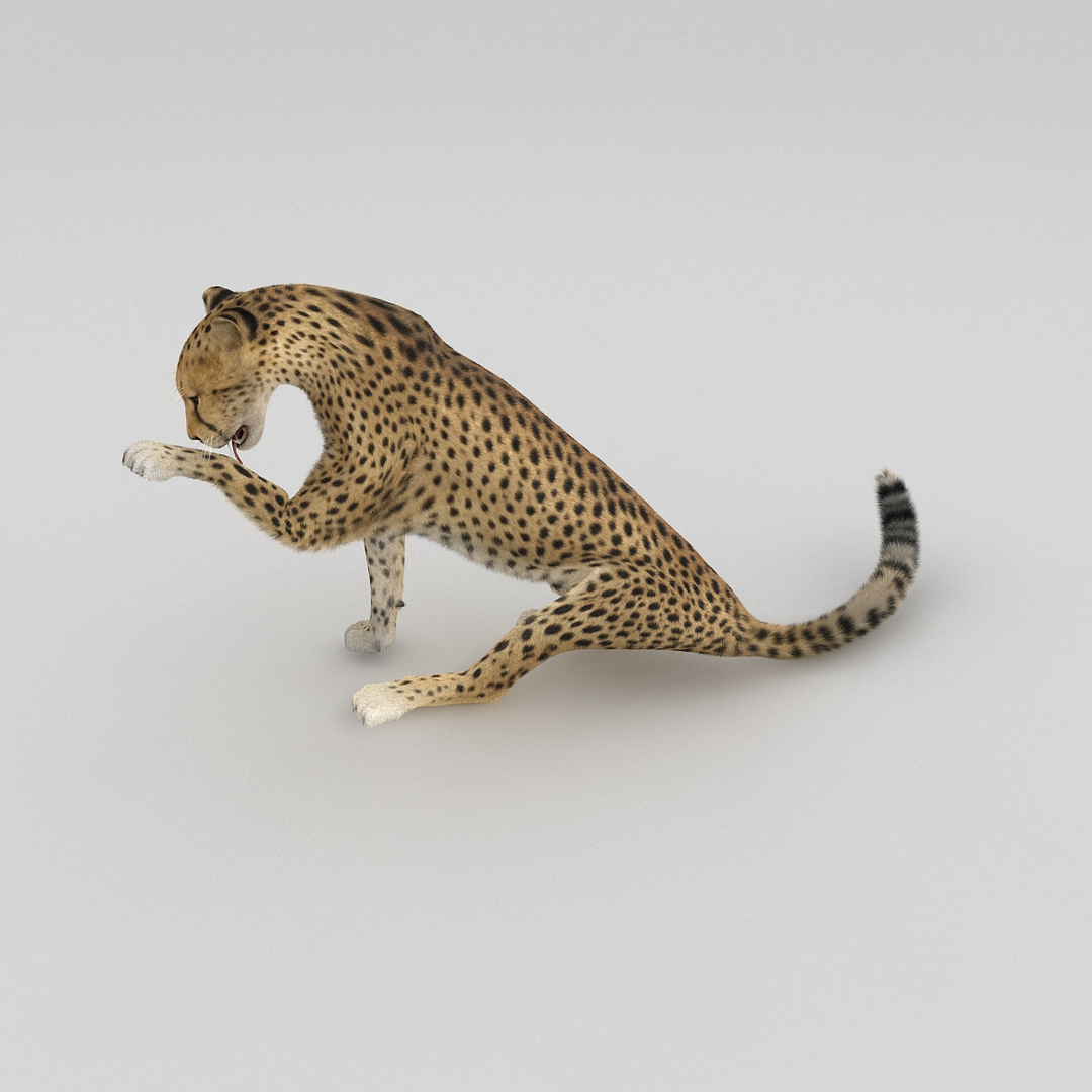 Cheetah 2 Pose 5 Max