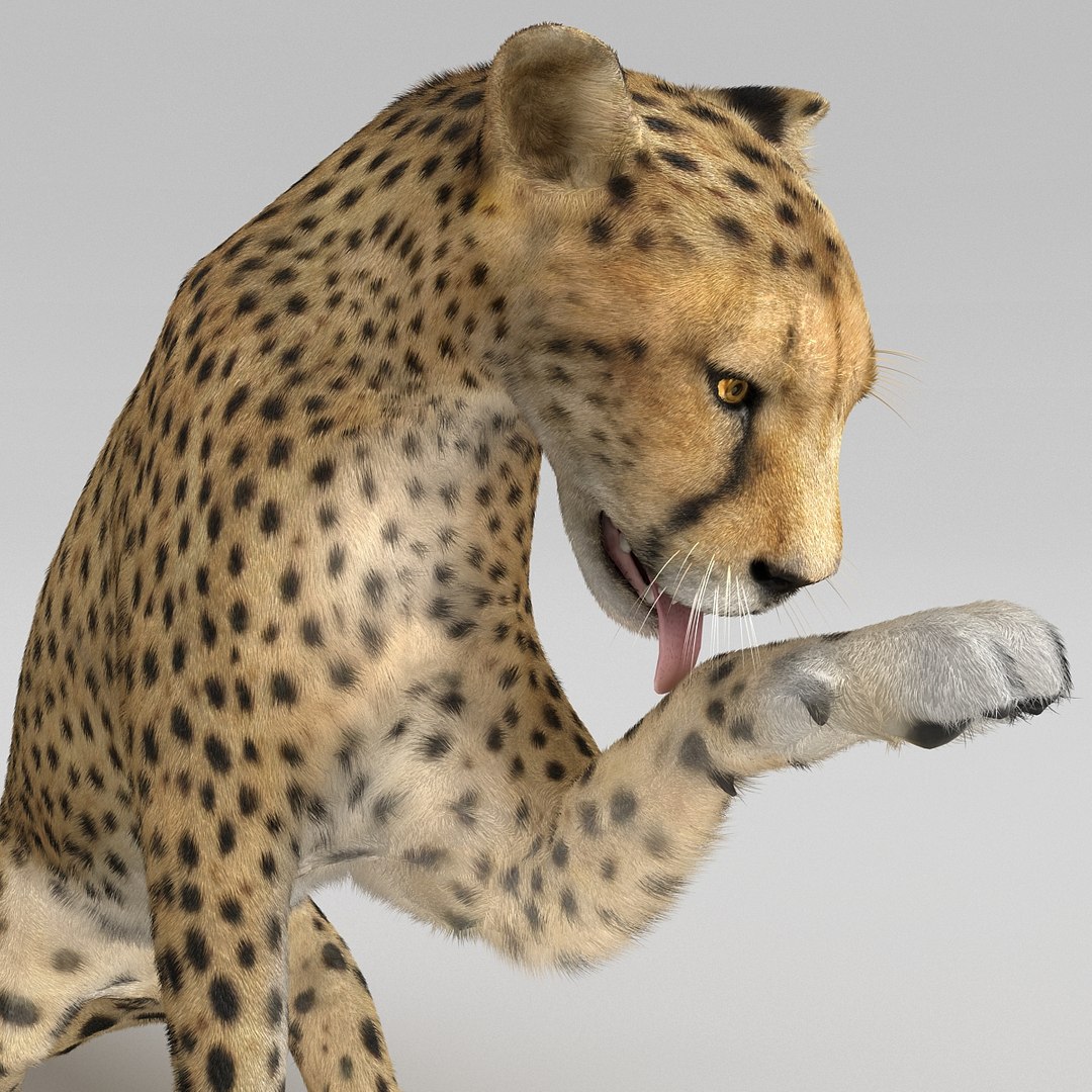 Cheetah 2 Pose 5 Max