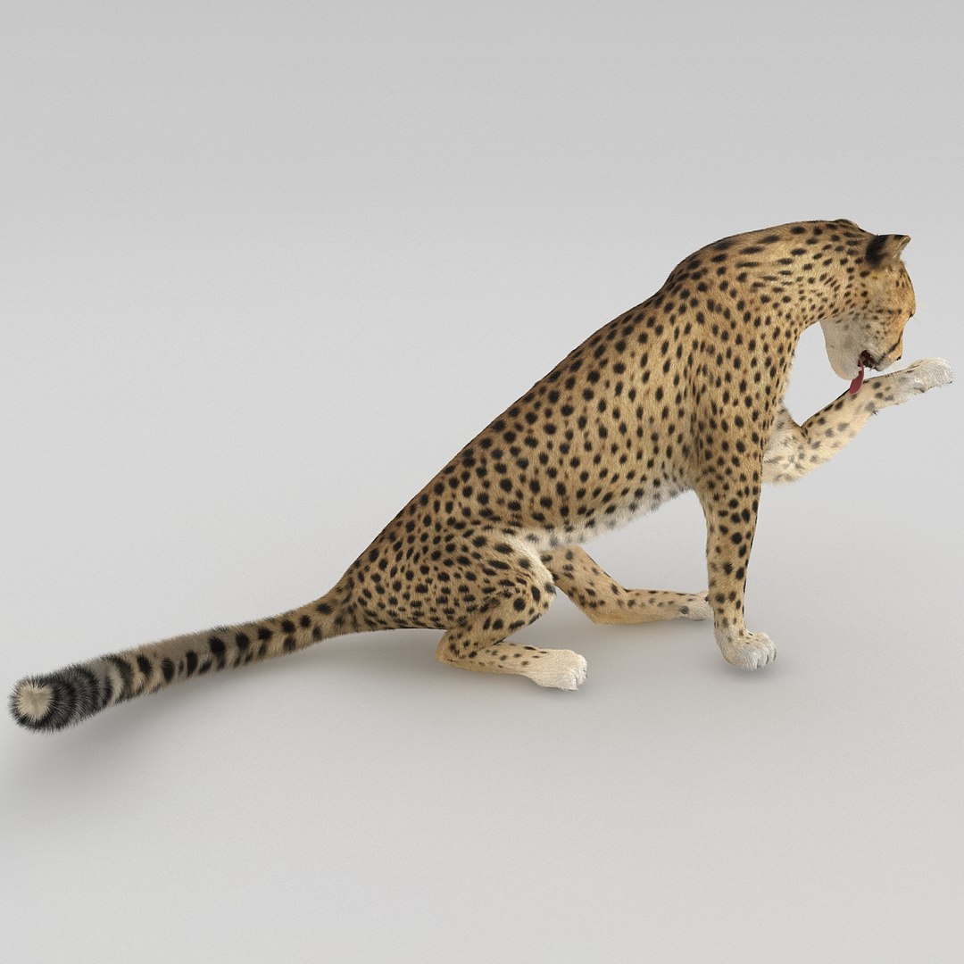 Cheetah 2 Pose 5 Max