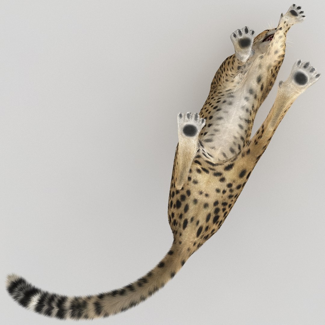 Cheetah 2 Pose 5 Max