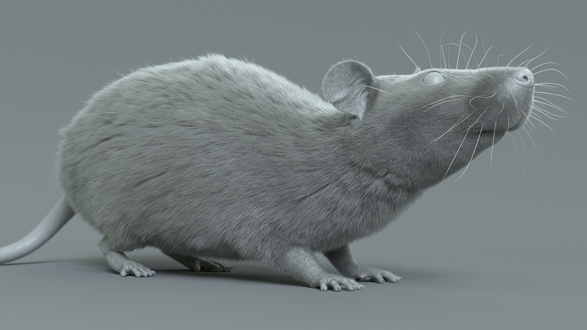 3D Rat Rigged - TurboSquid 2212274