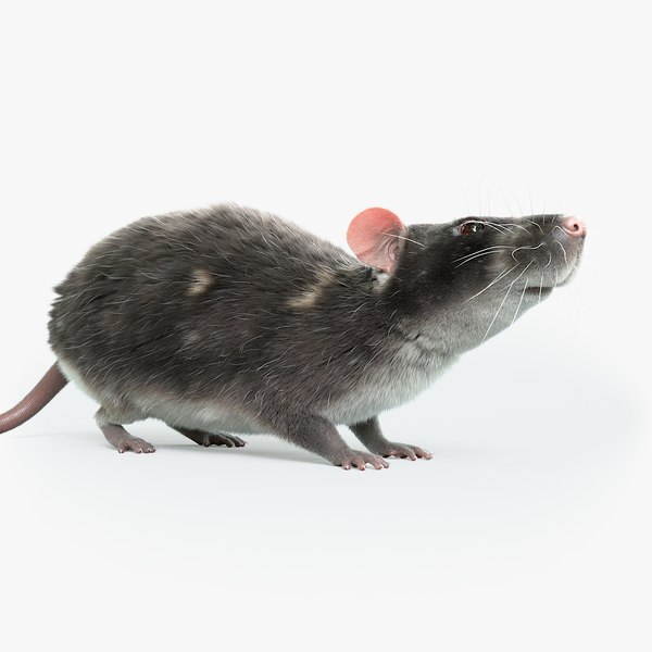 Free Rat 3D Models for Download | TurboSquid