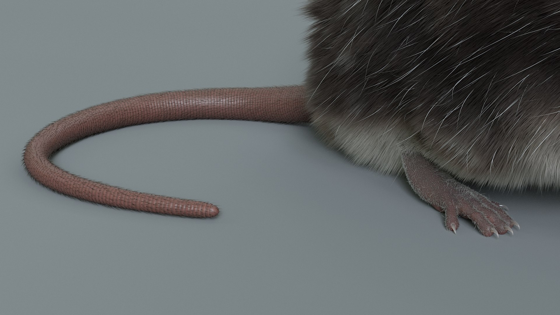 3D Rat Rigged - TurboSquid 2212274