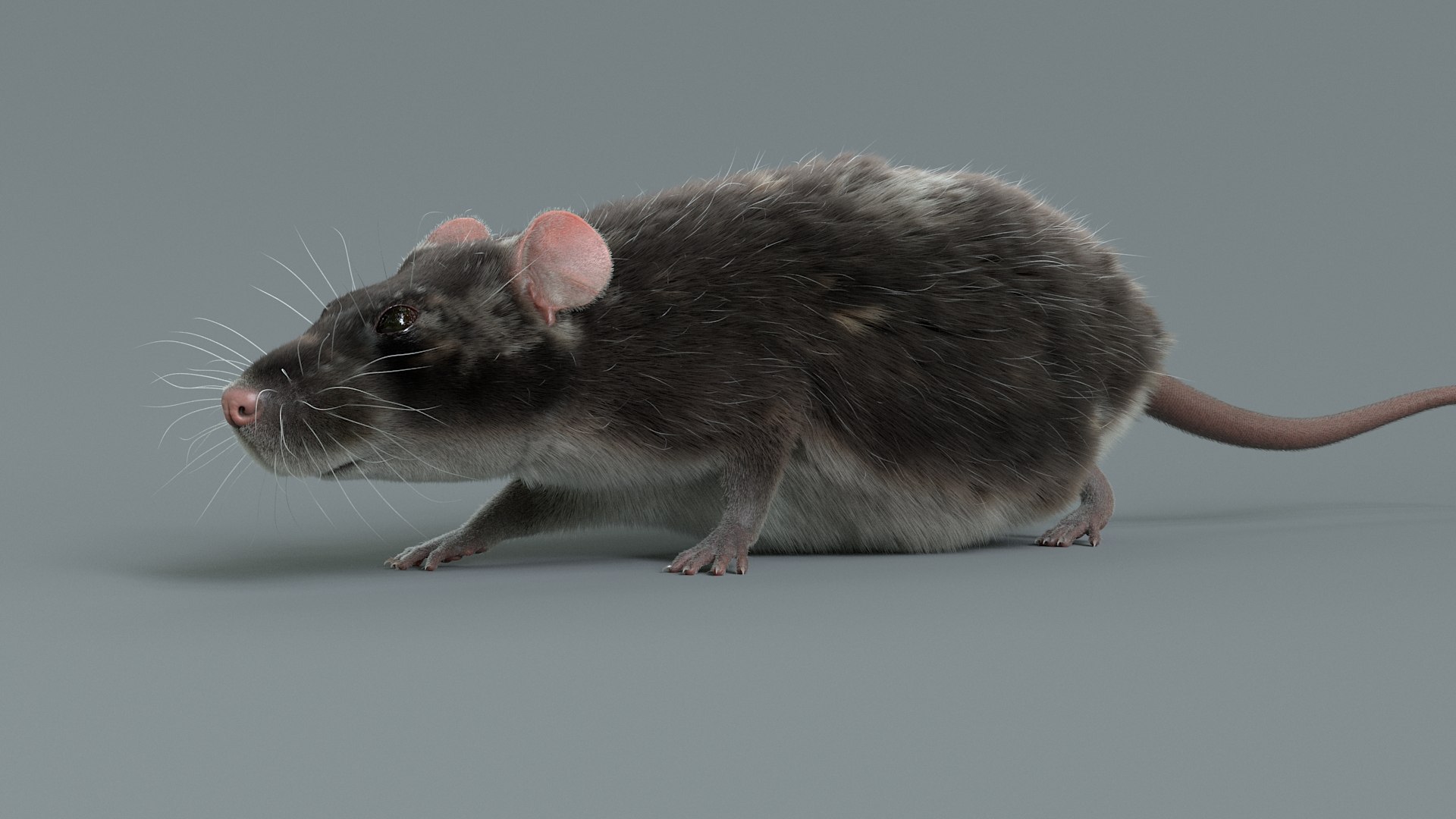 3D Rat Rigged - TurboSquid 2212274