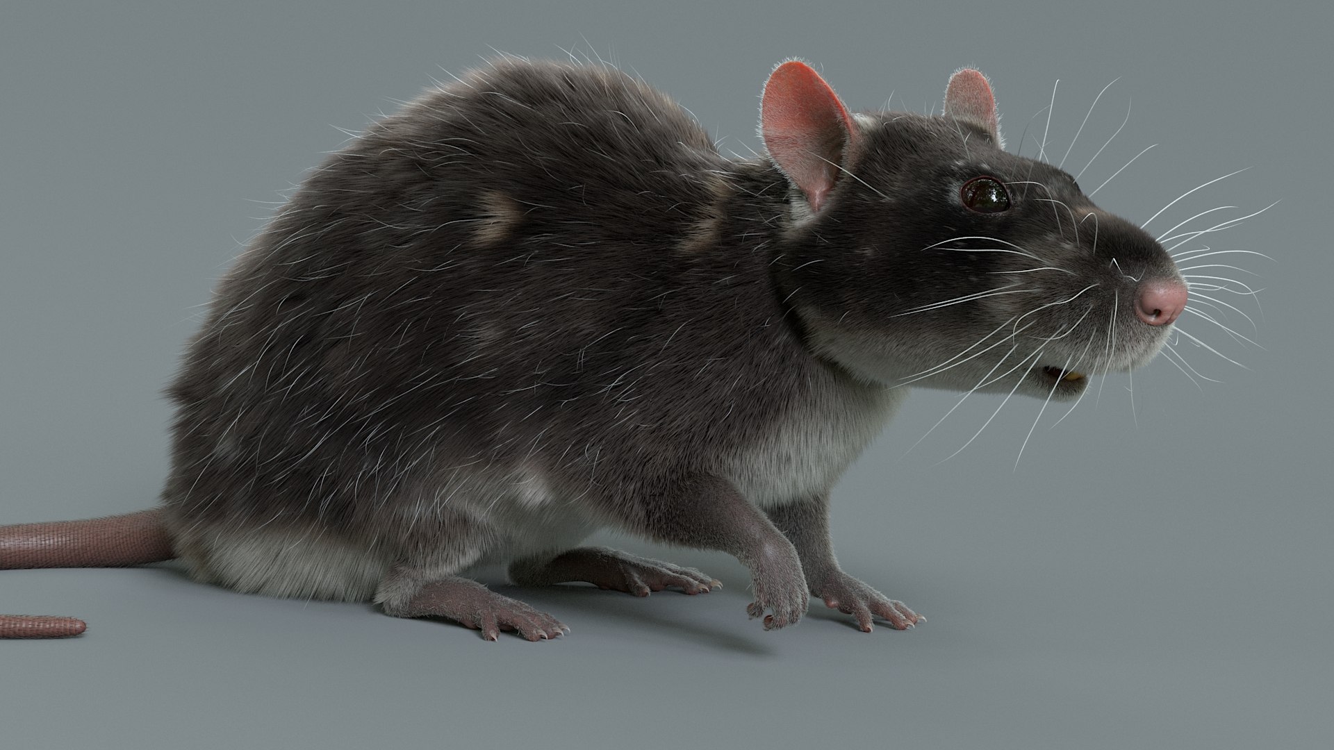 3D Rat Rigged - TurboSquid 2212274