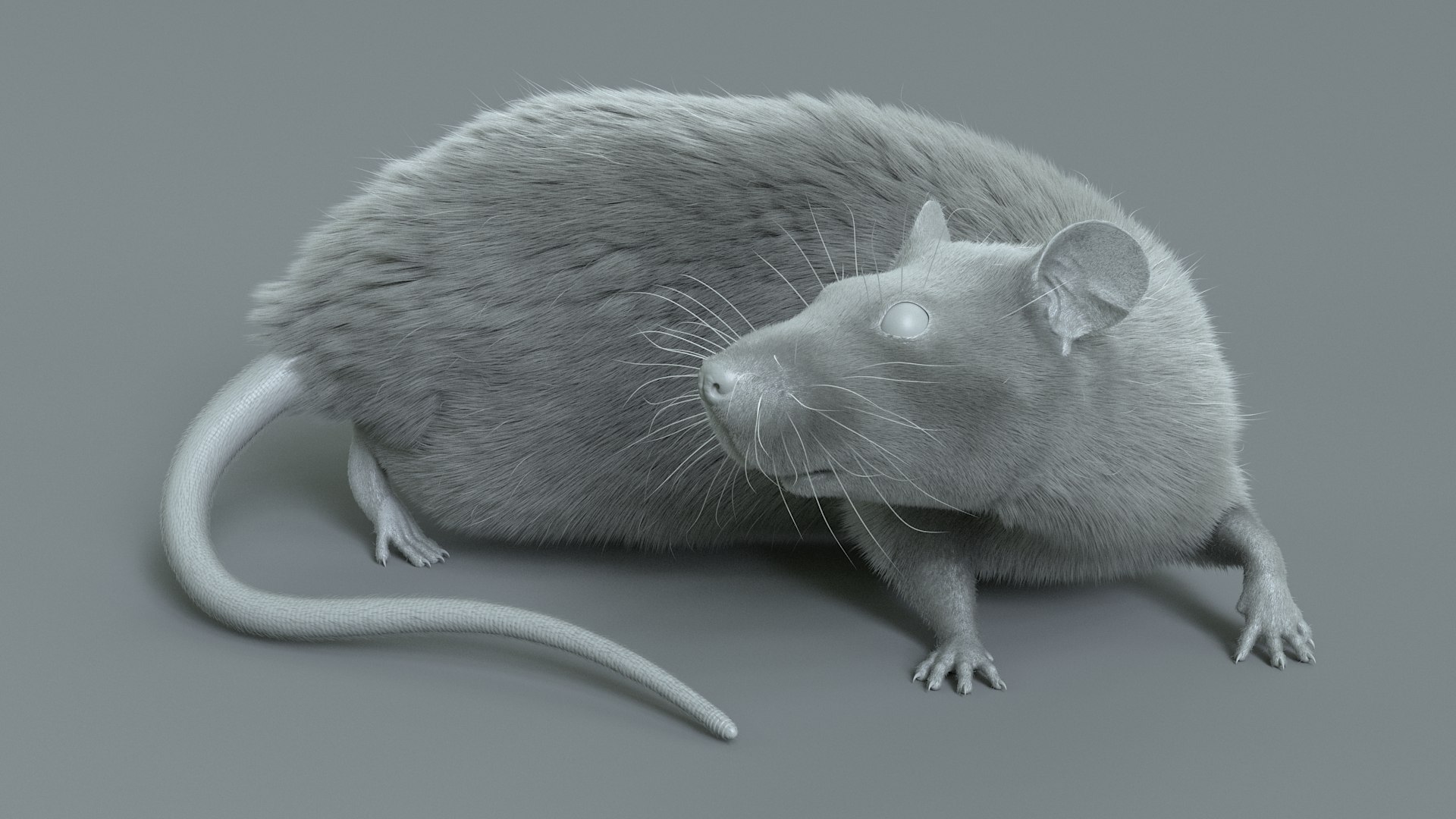 3D Rat Rigged - TurboSquid 2212274
