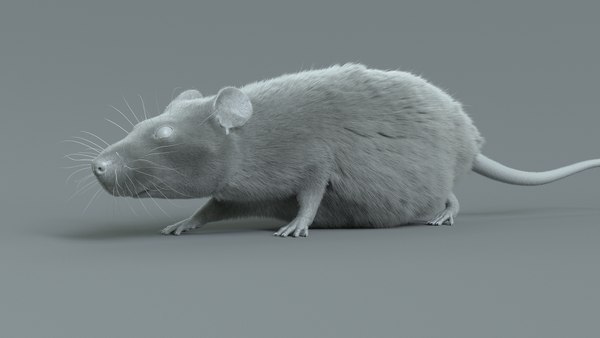 modelo 3d Rata aparejada - TurboSquid 2212274
