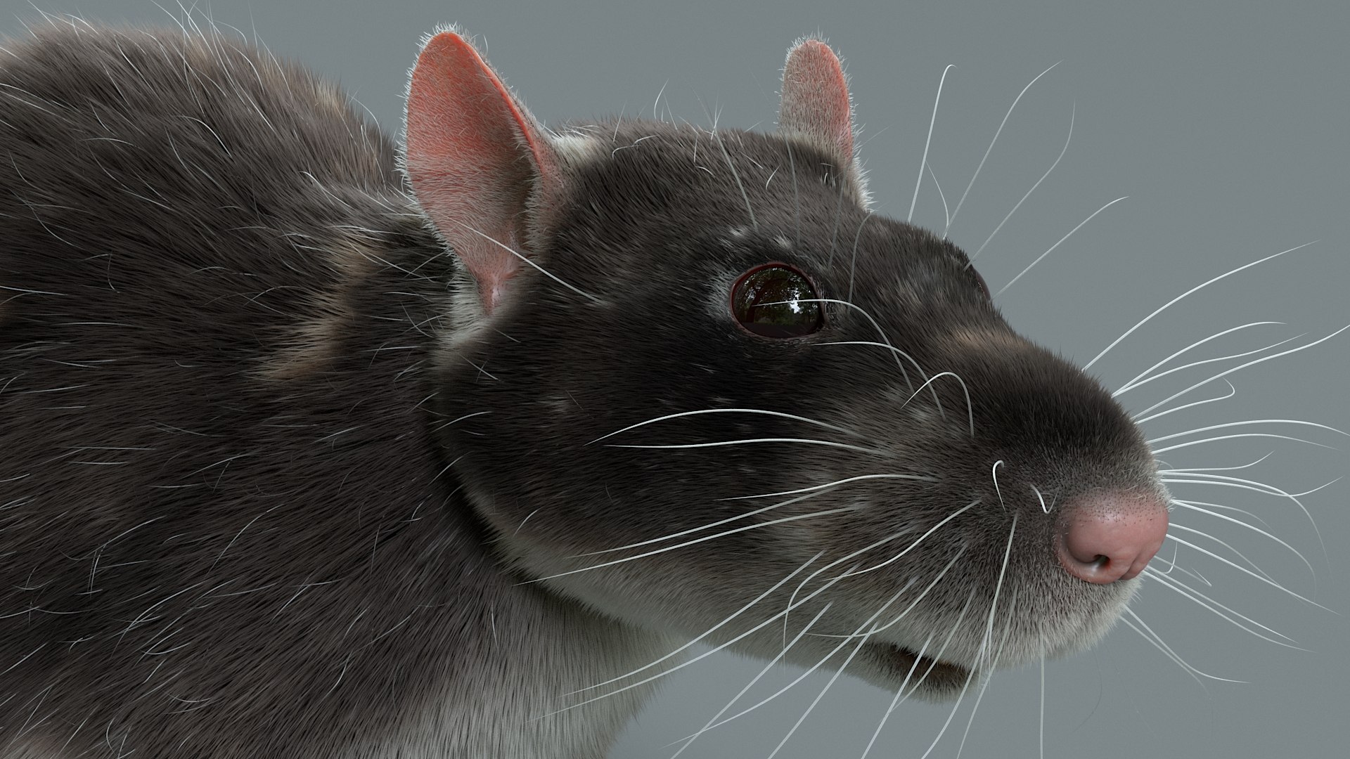 3D Rat Rigged - TurboSquid 2212274