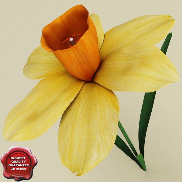 Daffodil 3D Models for Download | TurboSquid