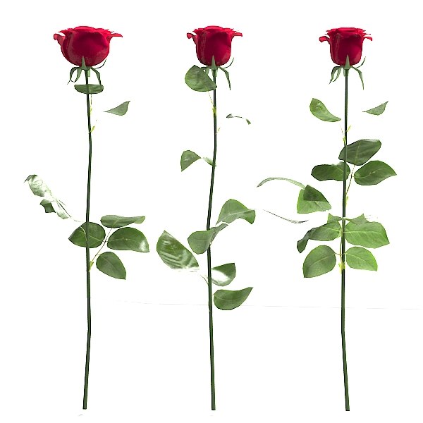 rose flower red 3d model