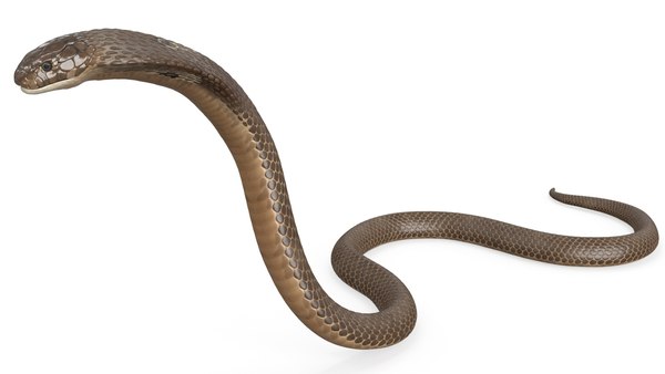 modelo 3d Ataque Naja Cobra animado manipulado - TurboSquid 2413324