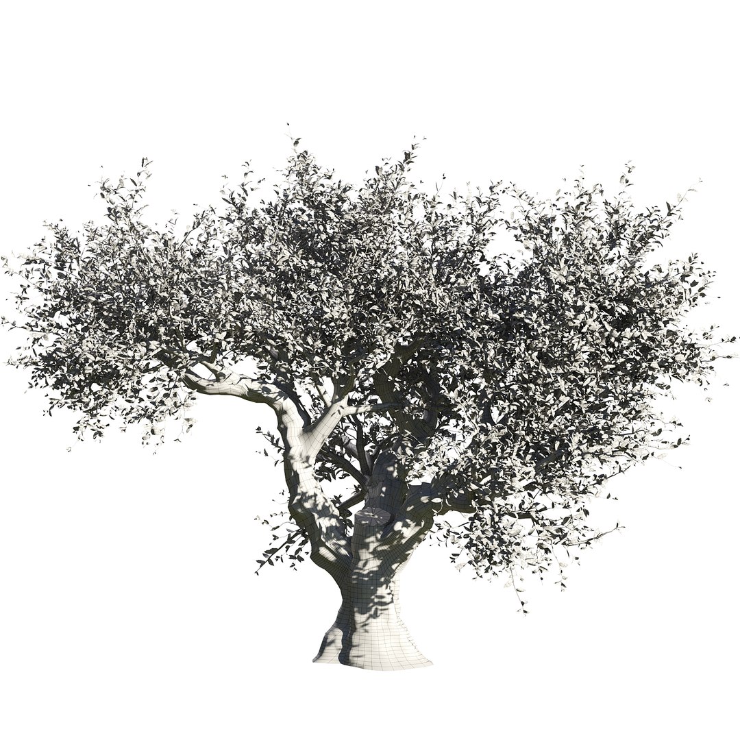 Olive Trees 3D Set 3D Model - TurboSquid 2115834