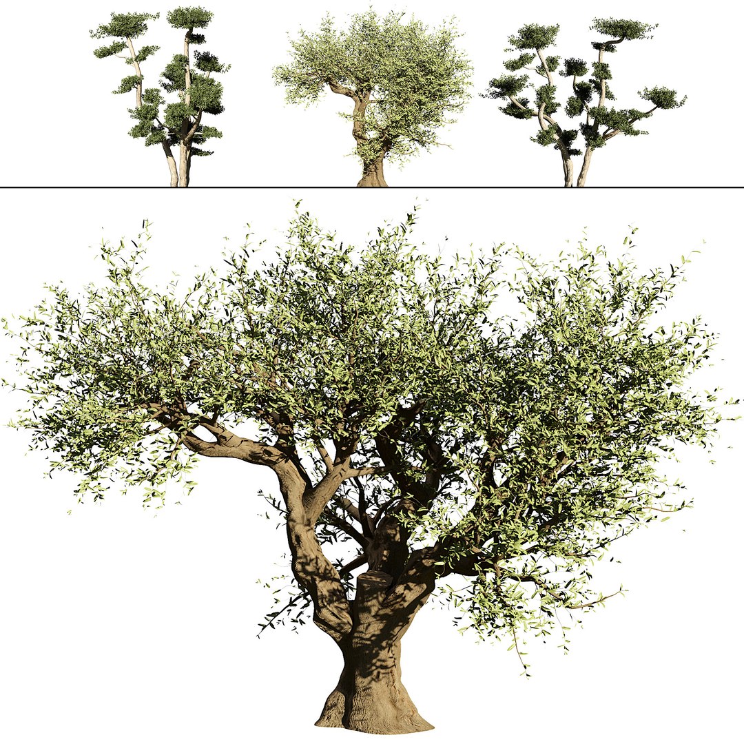 Olive Trees 3D Set 3D Model - TurboSquid 2115834