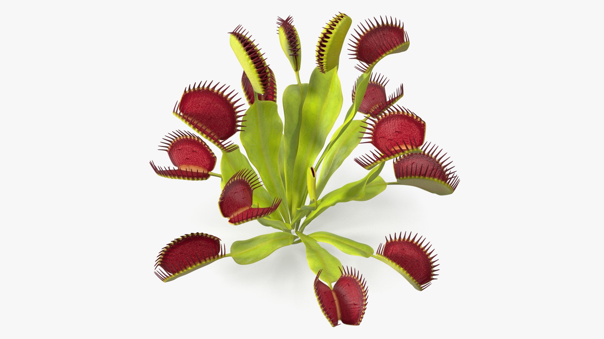 Venus Flytrap Phalanx 3D Model - TurboSquid 2236674