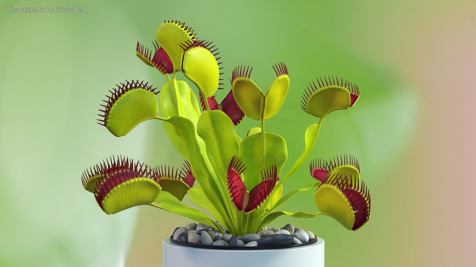 Venus Flytrap Phalanx 3D Model - TurboSquid 2236674