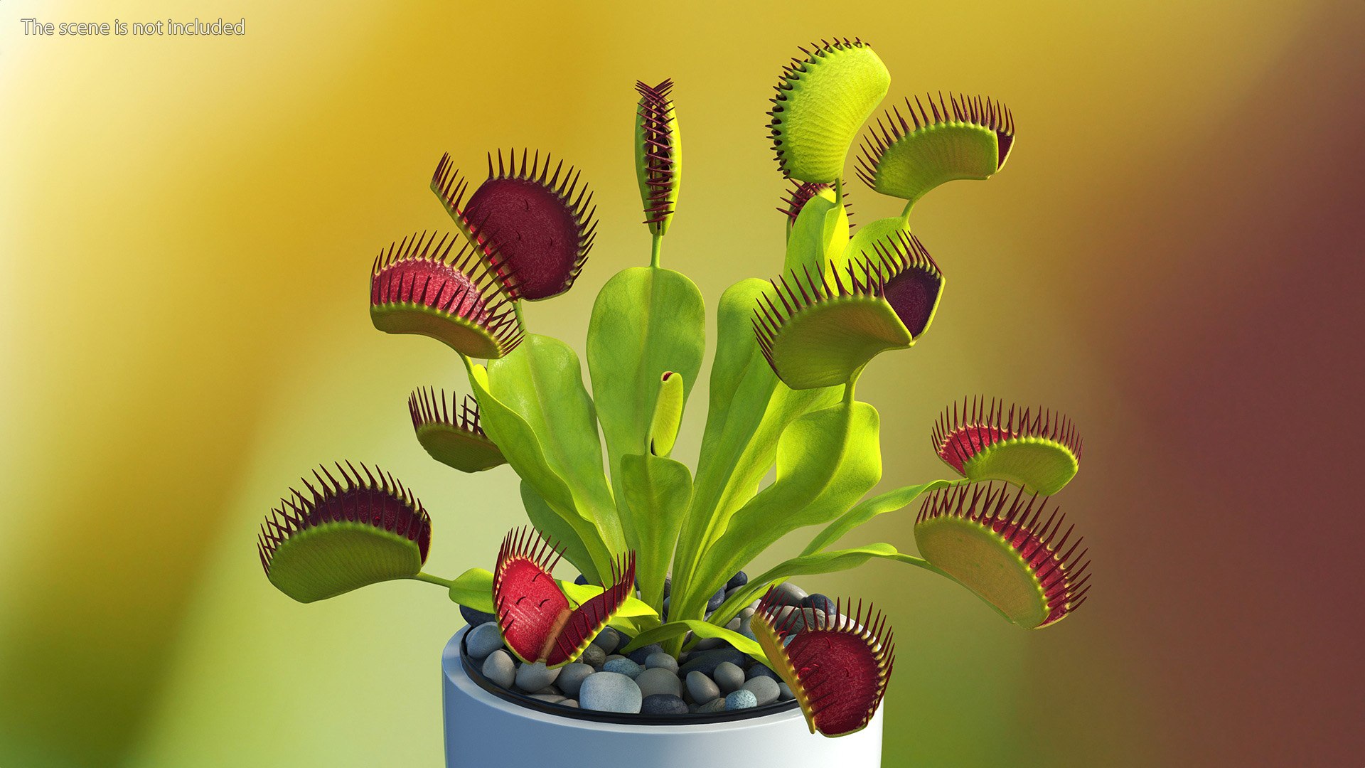 Venus Flytrap Phalanx 3D Model - TurboSquid 2236674