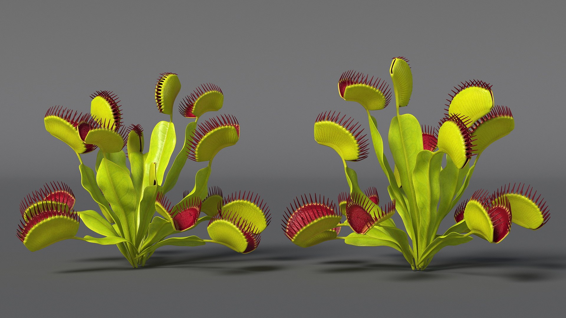 Venus Flytrap Phalanx 3D Model - TurboSquid 2236674