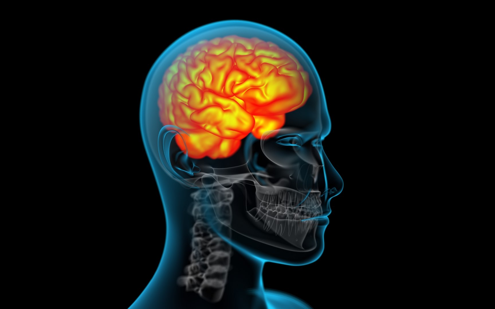 Brain X-Ray 3D Model - TurboSquid 1986061