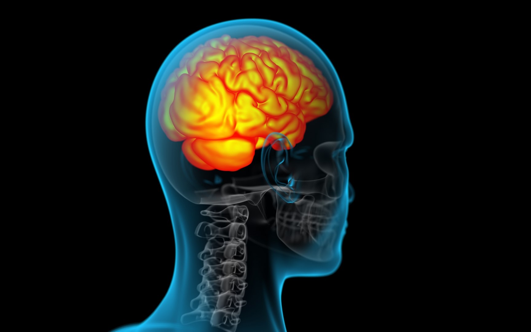 Brain X-Ray 3D Model - TurboSquid 1986061