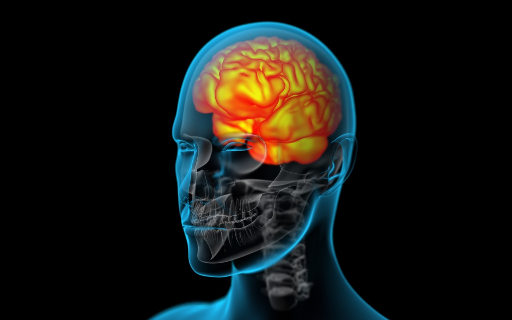 Brain X-Ray 3D Model - TurboSquid 1986061