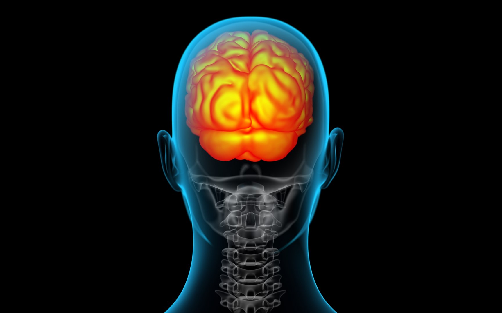 Brain X-Ray 3D Model - TurboSquid 1986061