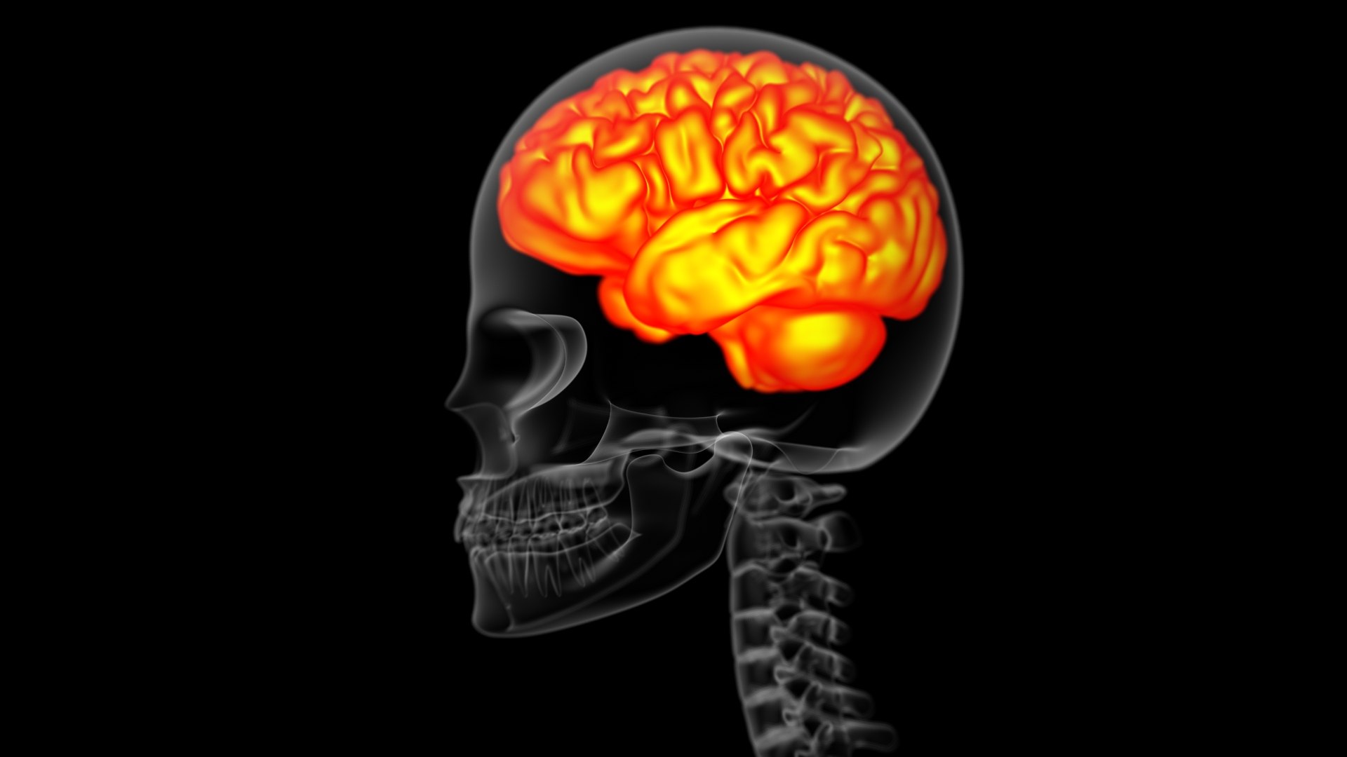 Brain X-Ray 3D model - TurboSquid 1986061