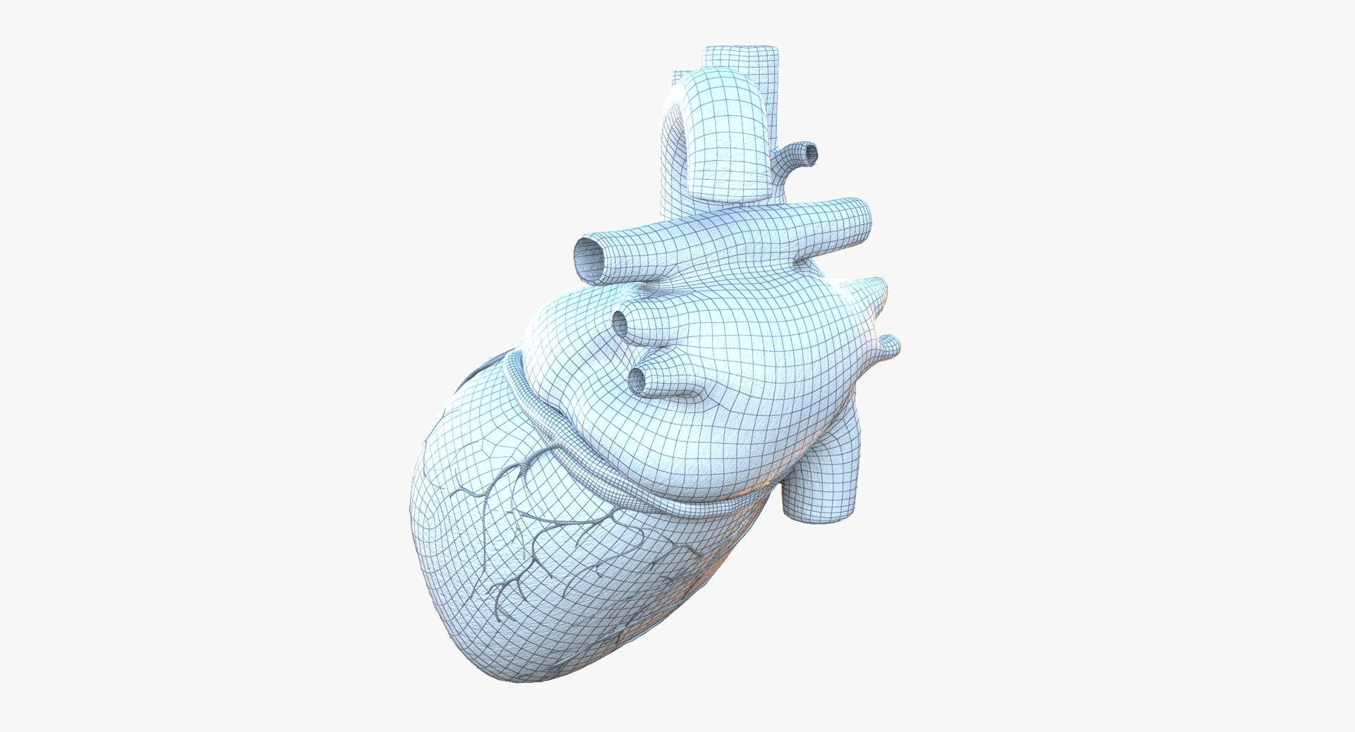 3D Human Heart Model - TurboSquid 1602758