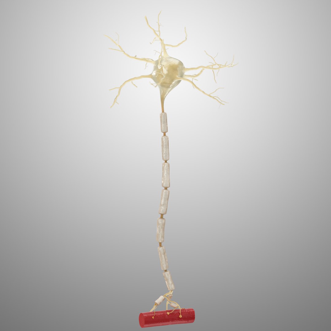3D Motor Neuron 2 Model - TurboSquid 1159940